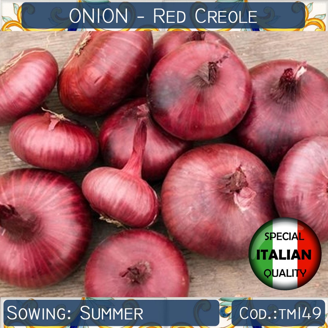 100 Onion Red Creole Seeds, Flat Onion Seeds, Short Day Red Onion Seeds ...