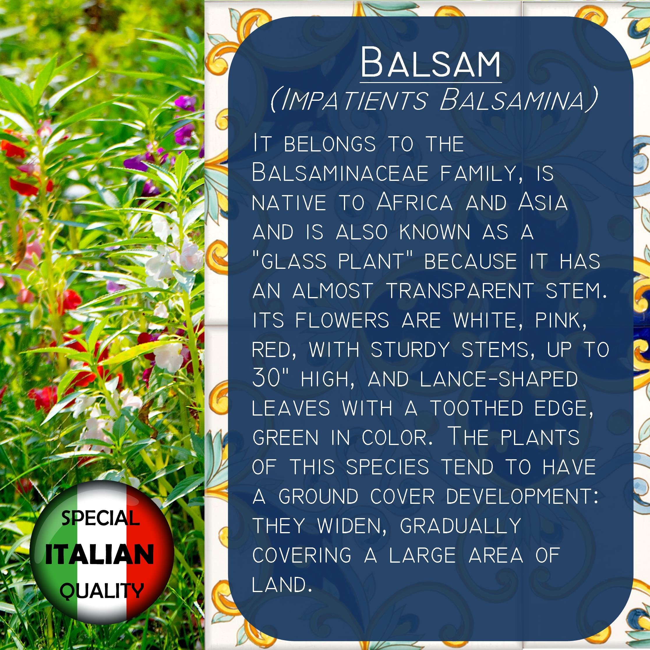 160 Balsam Mixed Colors Seeds Impatiens Balsamina Seeds - Etsy Canada