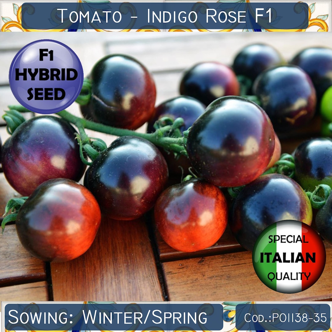 Tomate Indigo Rose F1 Samen, F1 Hybrid Black Cherry Tomate Samen, italienische Tomate Samen ...