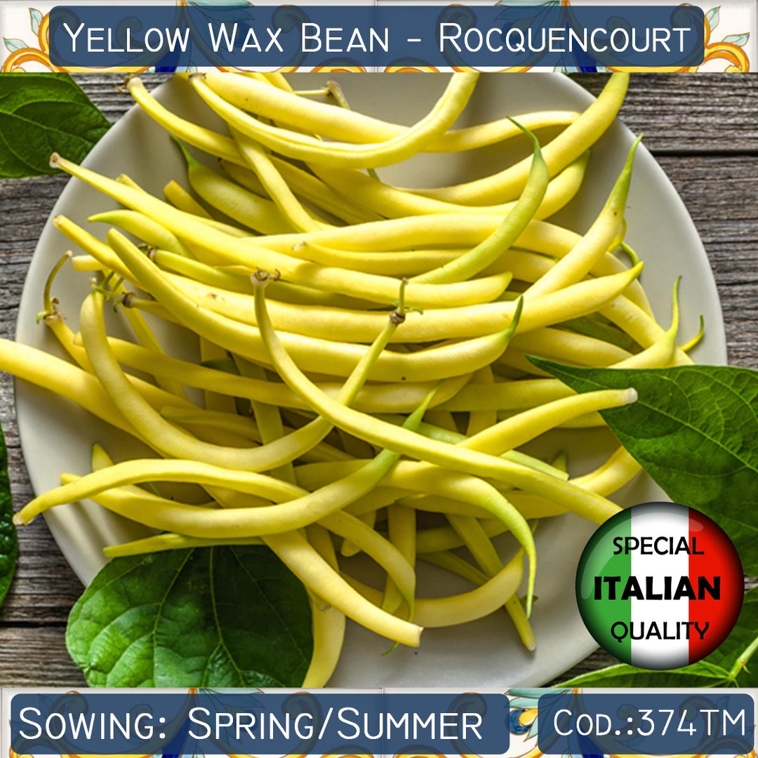10 Rocquencourt Yellow Wax Bean Seeds, Yellow Pod Bean Seeds, Dwarf ...