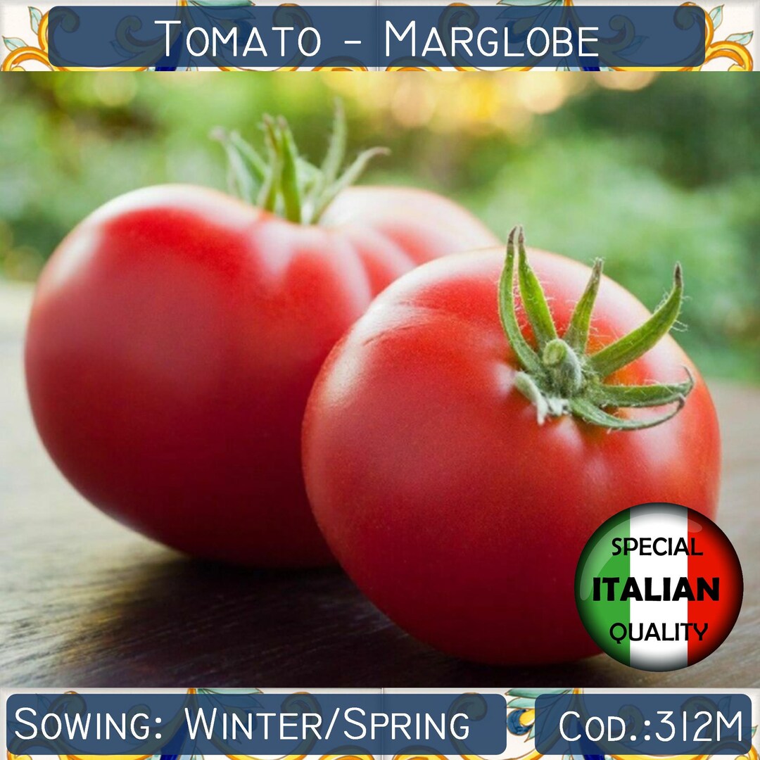 Más de 150 semillas de tomate Marglobe, semillas de tomate italiano ...
