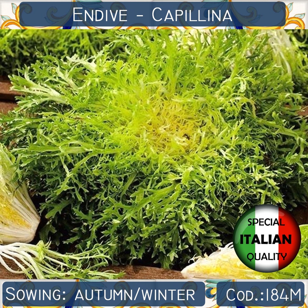 Más de 250 semillas de Endive Capillina, semillas de Curly Endive ...