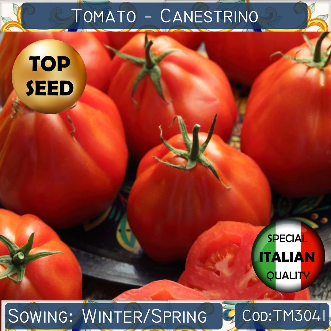 50+ semi di pomodoro canestrino, semi di pomodoro rosso pera, semi di ...