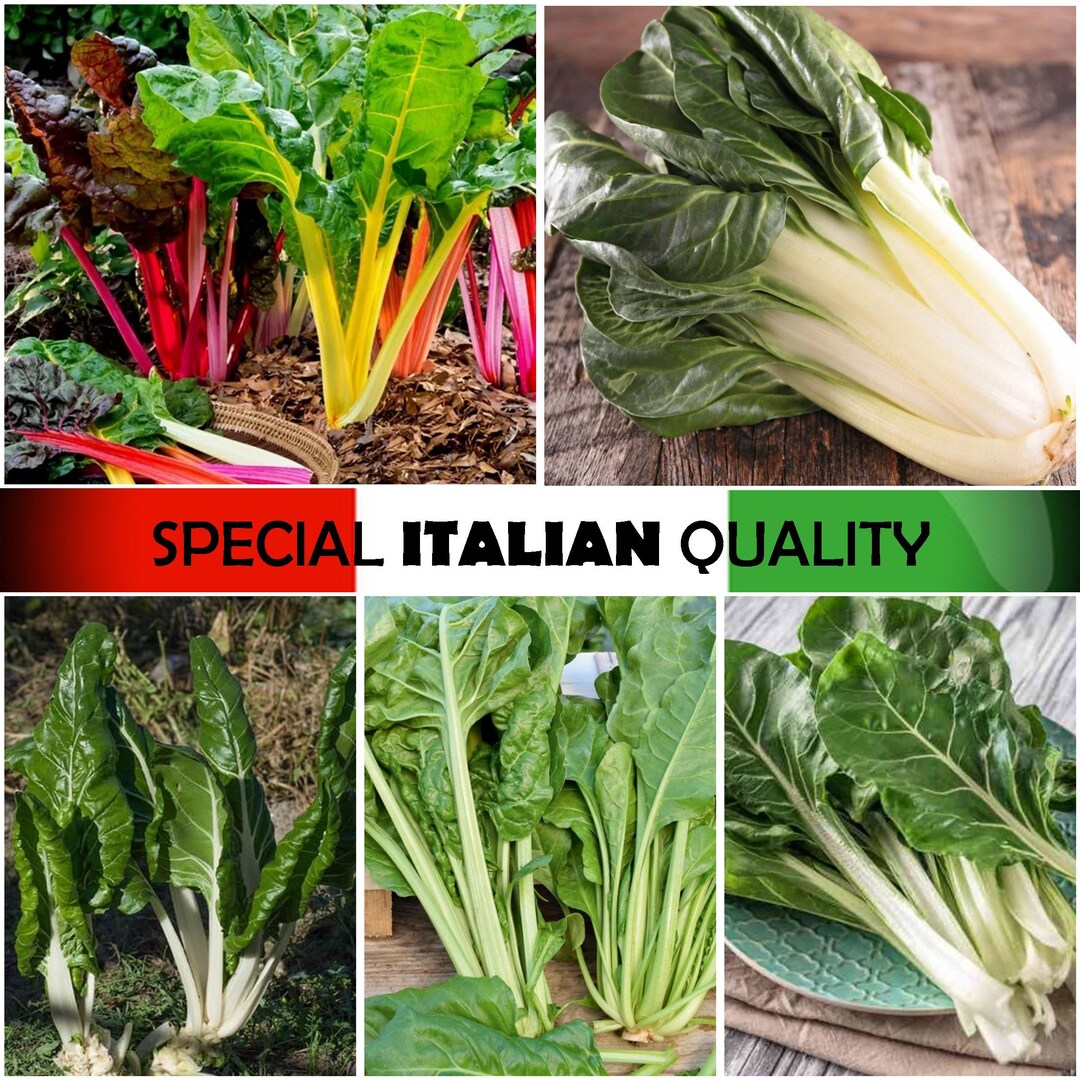 Italian Swiss Chard, Cutting Swiss Chard, Swiss Chard Raibow, Colorful ...