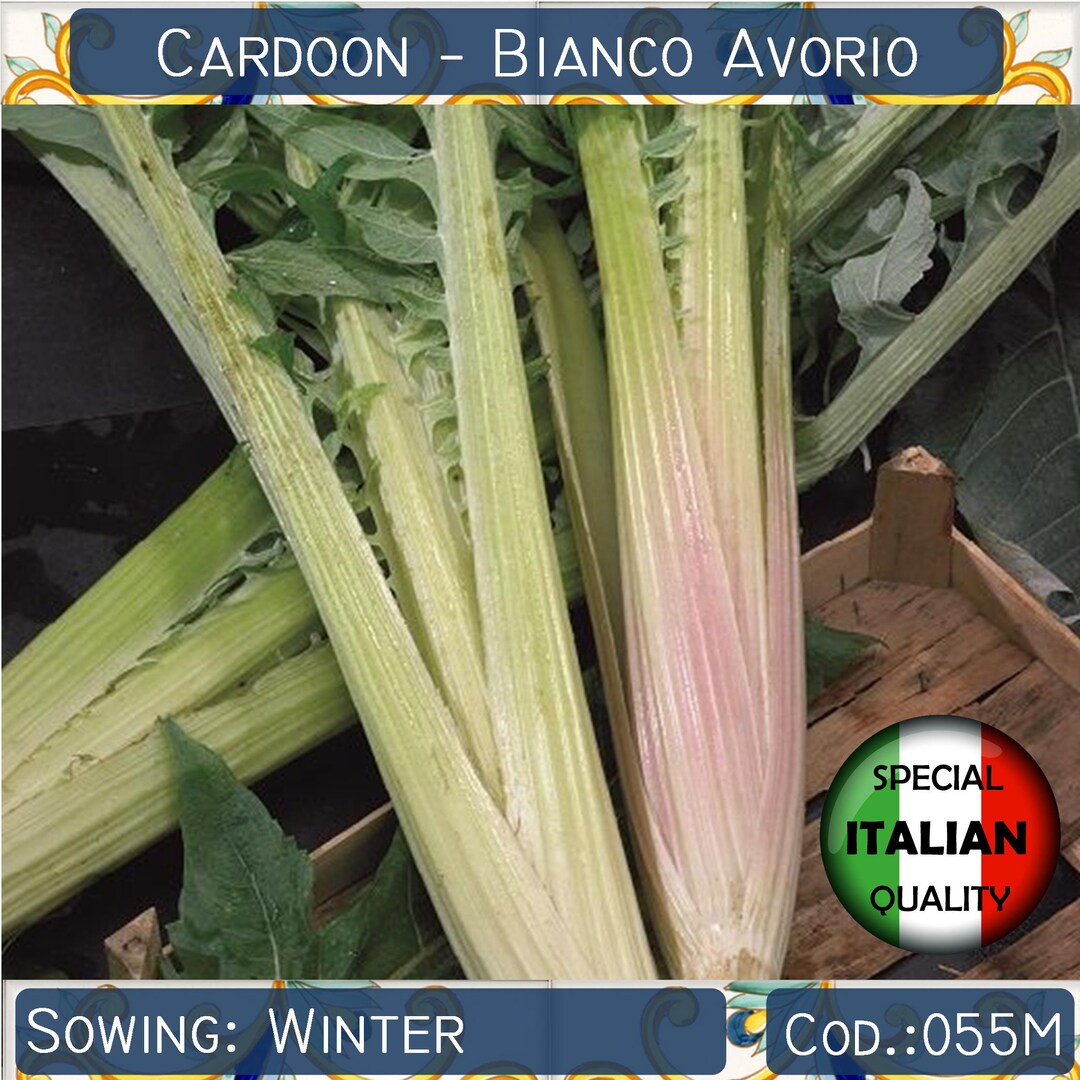 10+ Thistle White Ivory Seeds, Cardoon Bianco Avorio Seeds, Italian ...