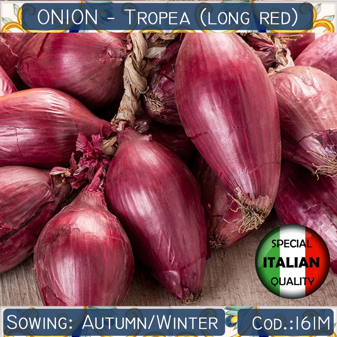 100+ Tropea Onion Long Red Seeds, Italian Onion Seeds, Italian ...