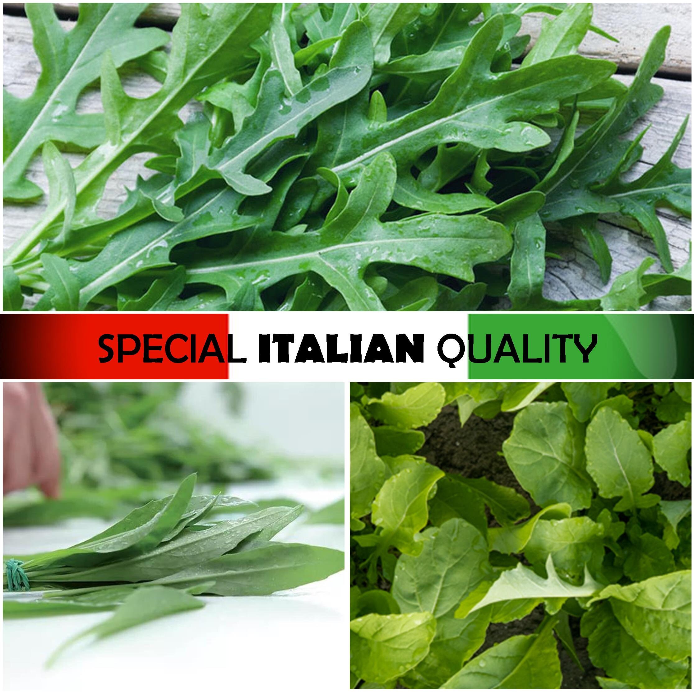 Wild Italian Herbs