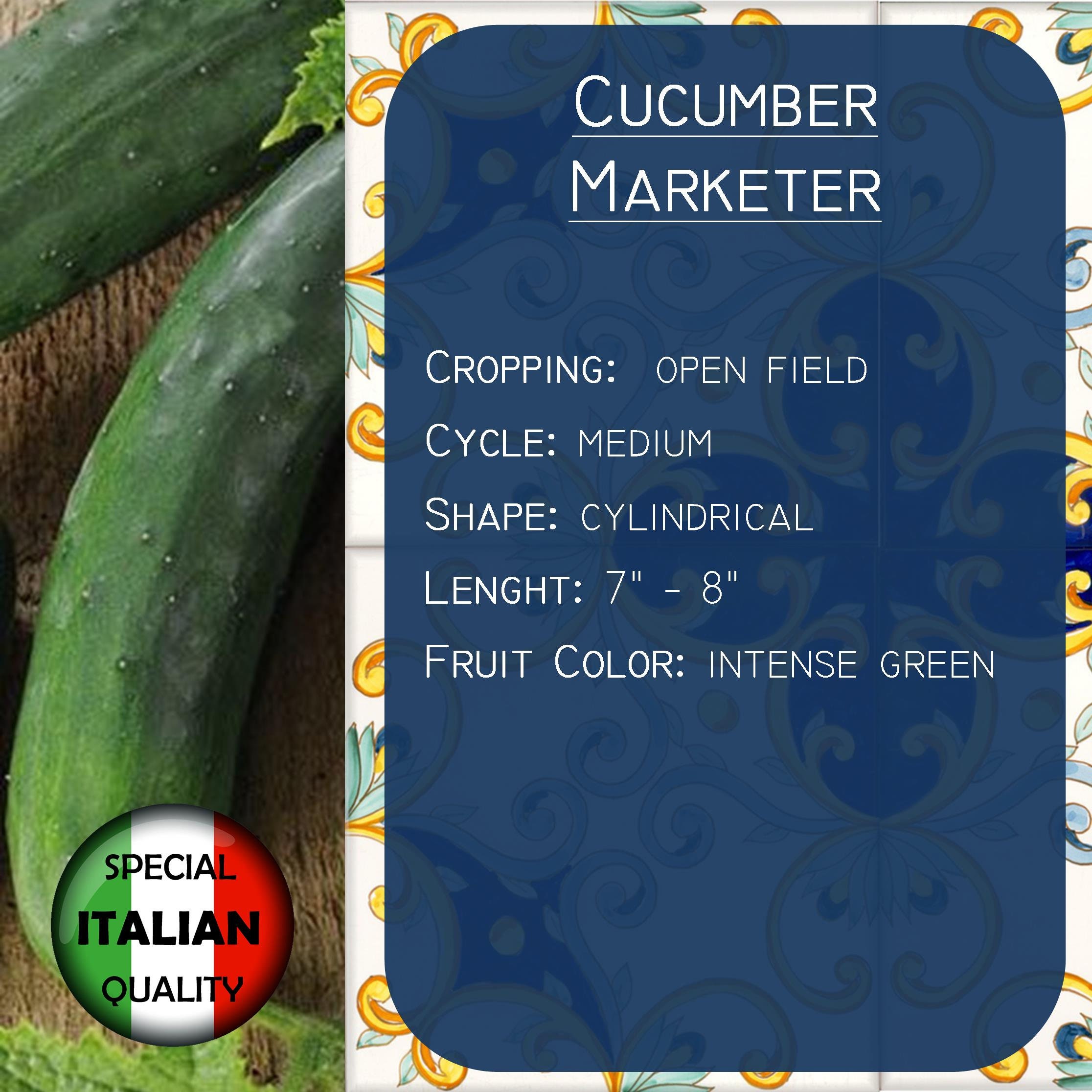 15 Cucumber Marketer Seeds Vegetable Seeds Non GMO 092M - Etsy UK