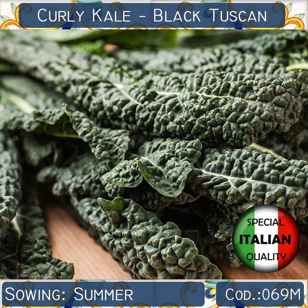 120+ semi di cavolo riccio Nero di Toscana, semi di cavolo nero toscano ...