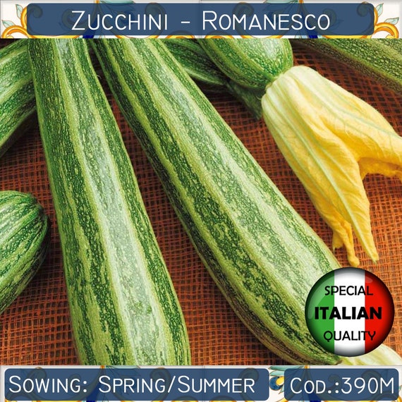 Non GMO #395M Italian Squash seeds Grey Round Squash seeds 10 Zucchini ...