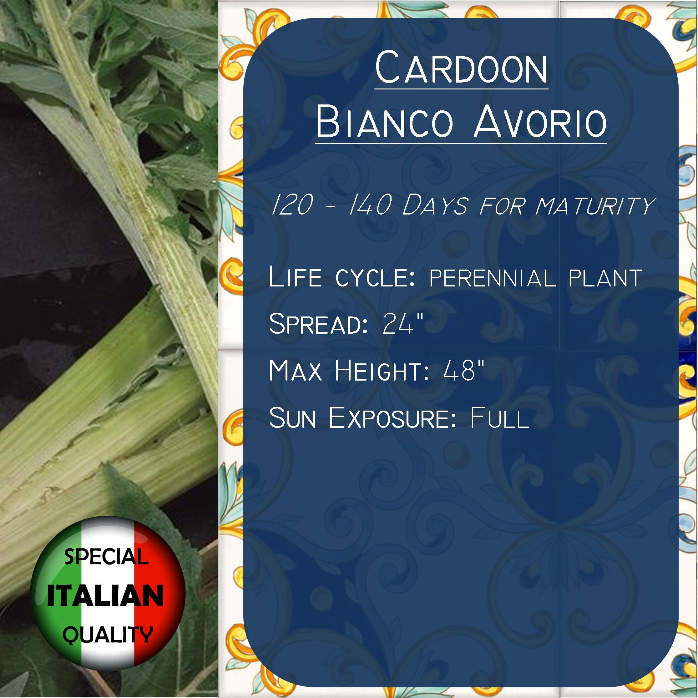 10+ Thistle White Ivory Seeds, Cardoon Bianco Avorio Seeds, Italian ...