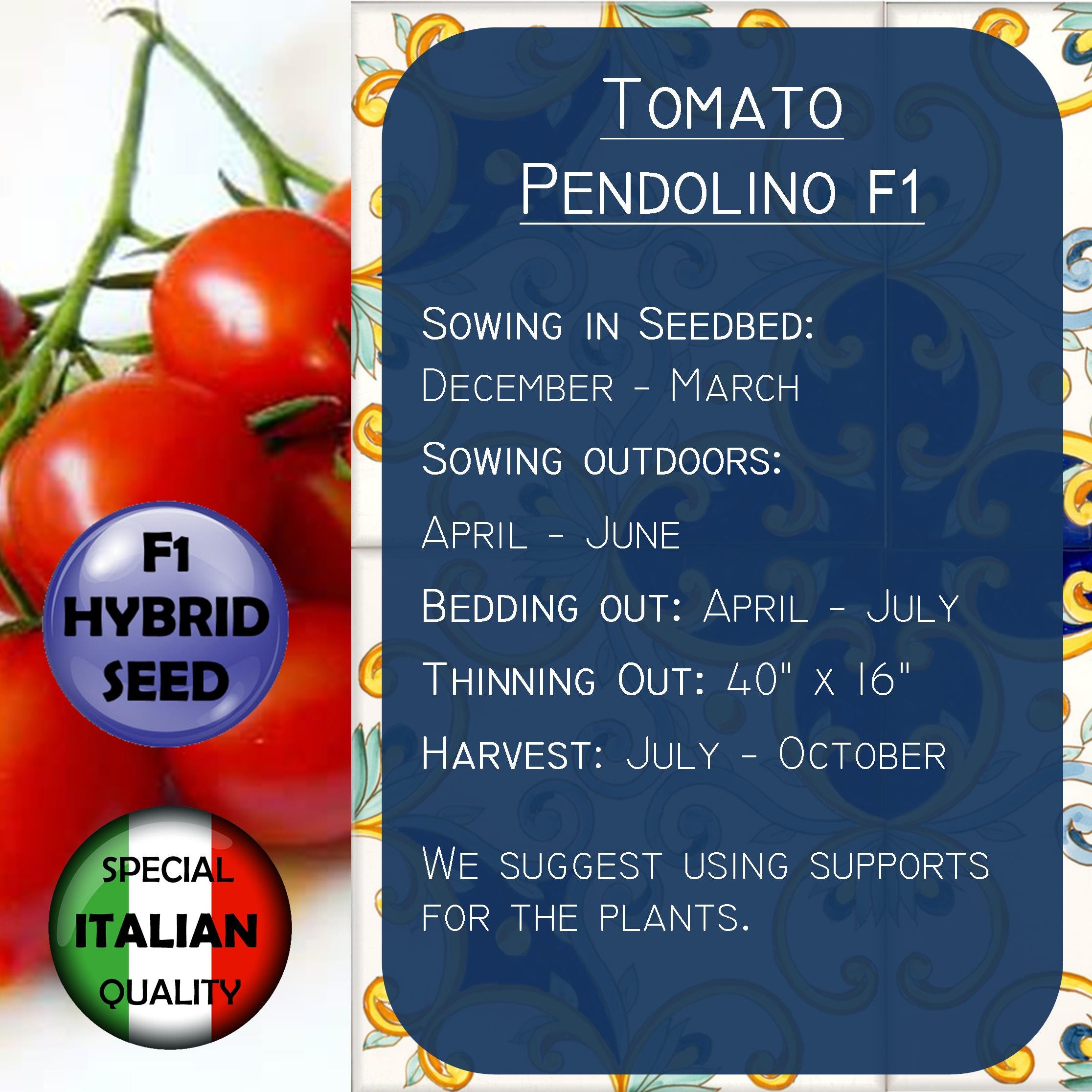 25 Tomato Pendolino F1 Seeds, F1 Hybrid Tomato Seeds, F1 Hybrid ...
