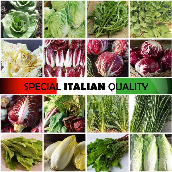 Radicchio - Etsy