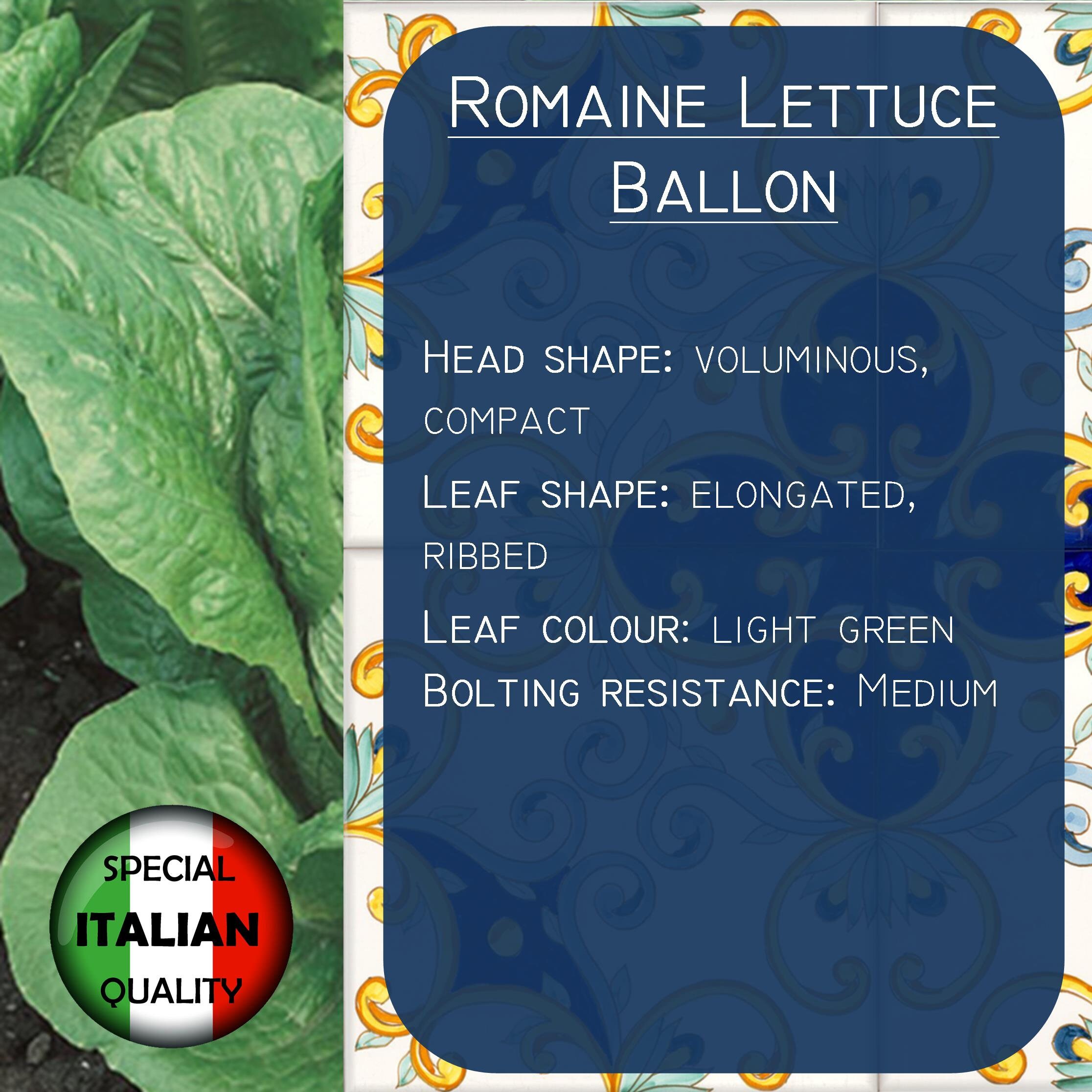 350 Lettuce Ballon Seeds Ball Romaine Lettuce Seeds Italian - Etsy UK