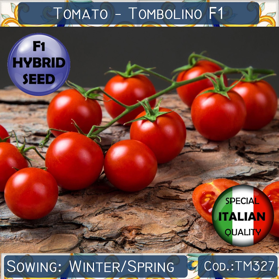 25 Tomate Tombolino F1 Samen, F1 Hybrid Kirschtomate Samen, Italienische Tomate Samen, Hybrid ...