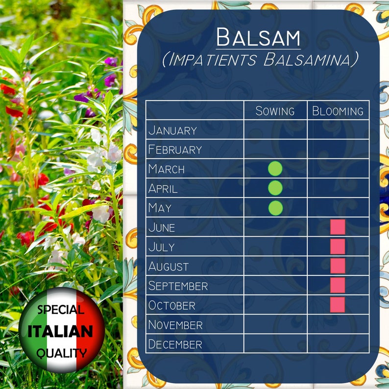 160+ Balsam Mixed Colors Seeds, Impatiens Balsamina Seeds, Camellia ...