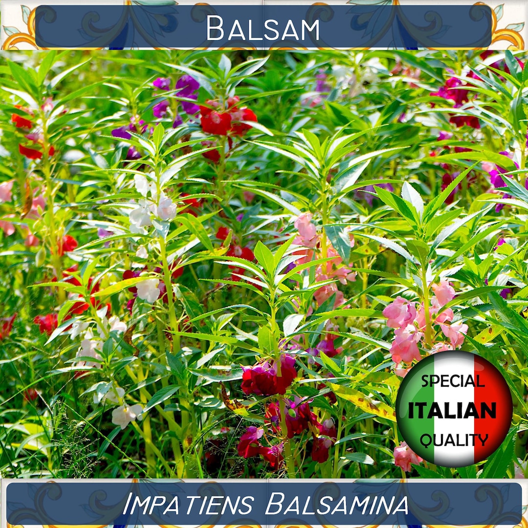 160+ Balsam Mixed Colors Seeds, Impatiens Balsamina Seeds, Camellia ...