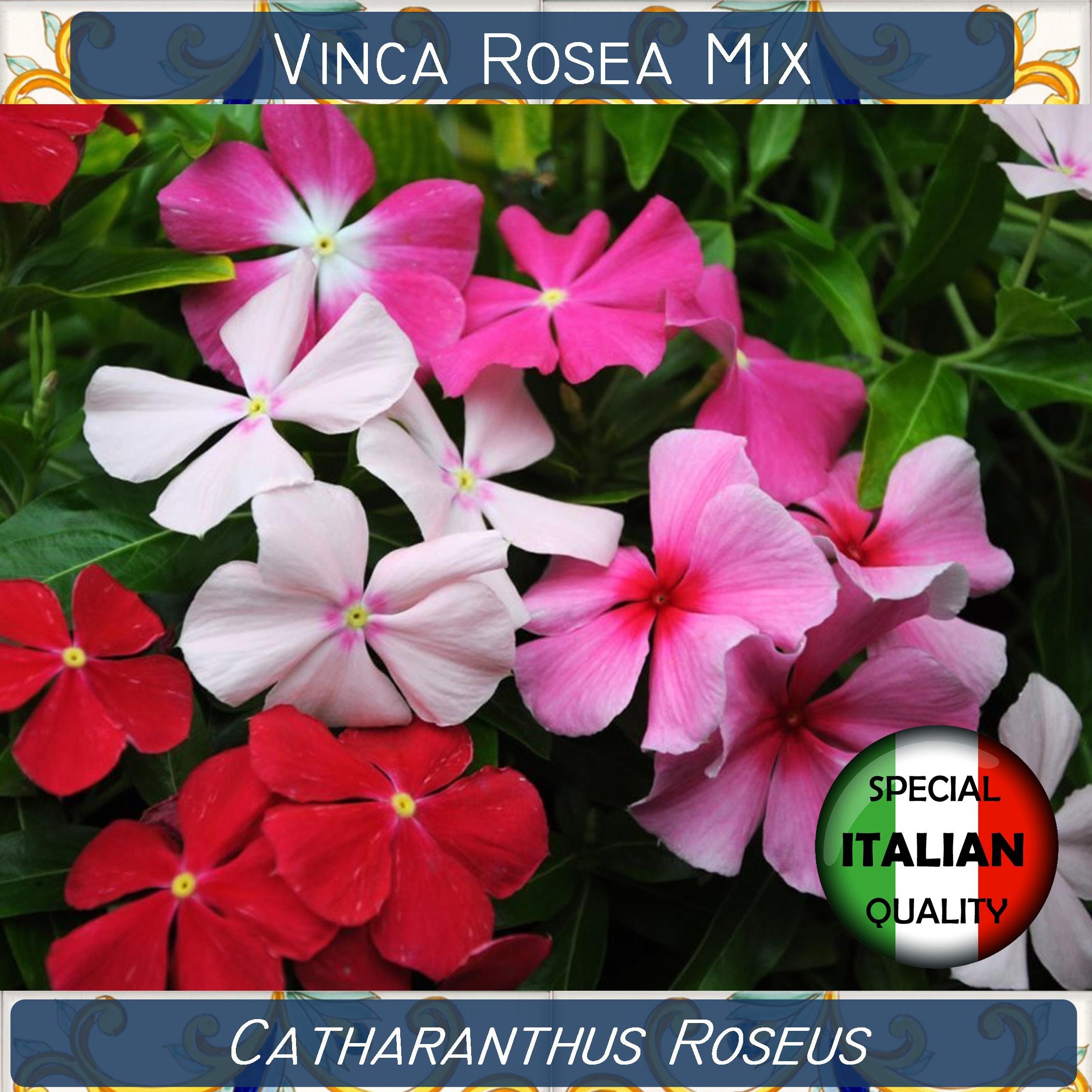 Vinca Rosea Seeds