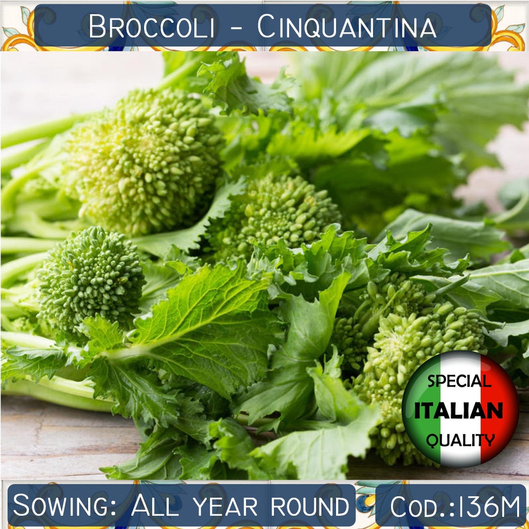 250+ Broccoli Rabe Seeds, Broccoli Cinquantina Seeds, Italian Vegetable ...