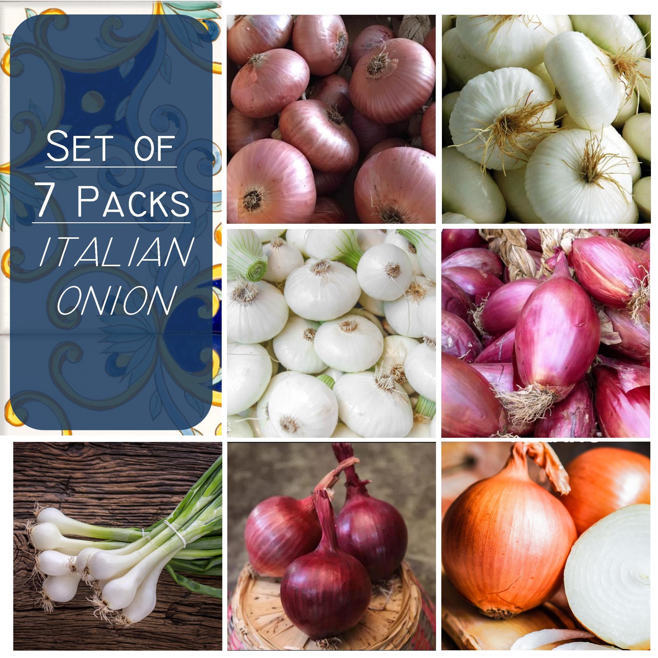 800 Seeds Set of 7 Packs Onion Seeds Italian Onion Seeds - Etsy Singapore