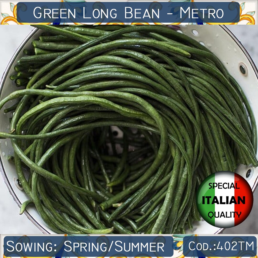 10 Green Long Bean Metro Seeds, Climbing Bean Seeds, Snake Bean Seeds ...