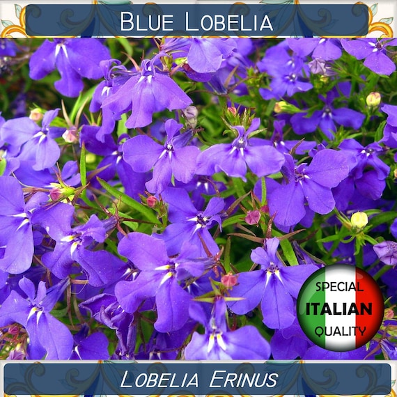 Lobelia Palace Blue