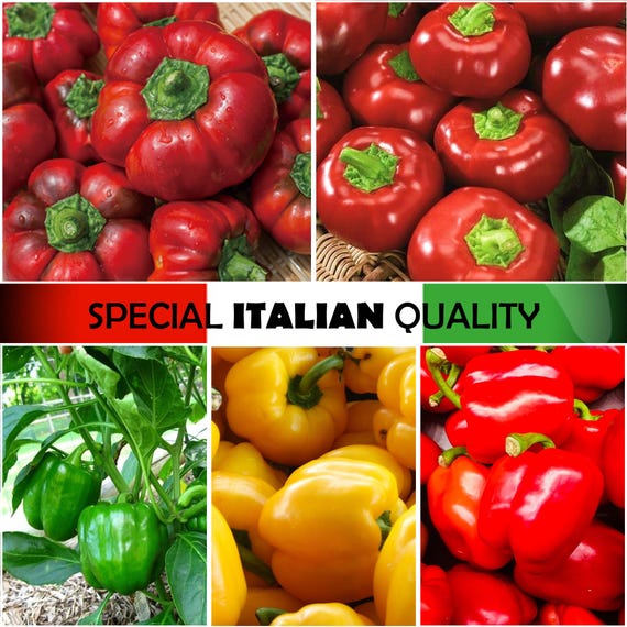 Italian Sweet Pepper Varieties