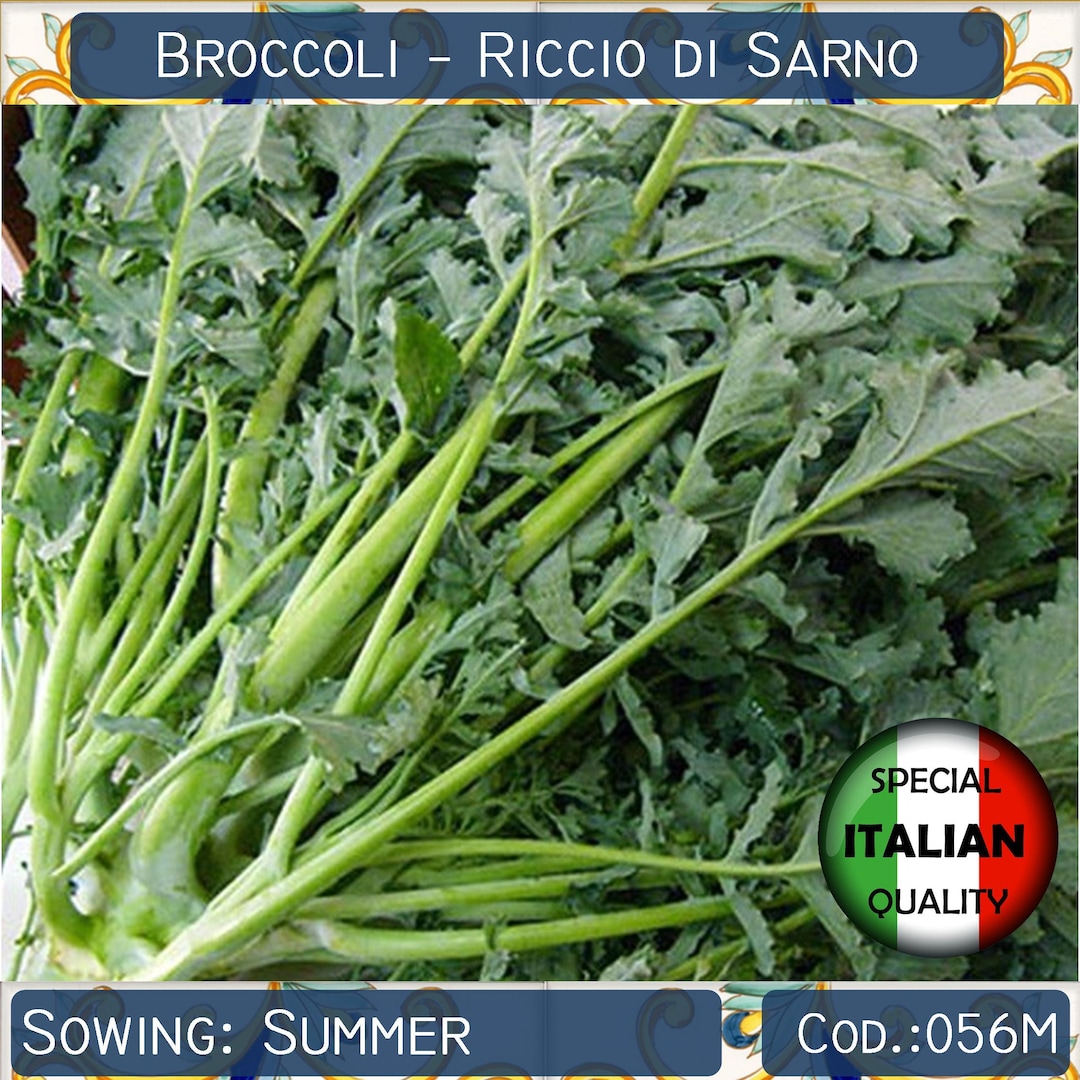 140+ semi di broccoli germogliati Riccio di Sarno, semi di broccoli ...