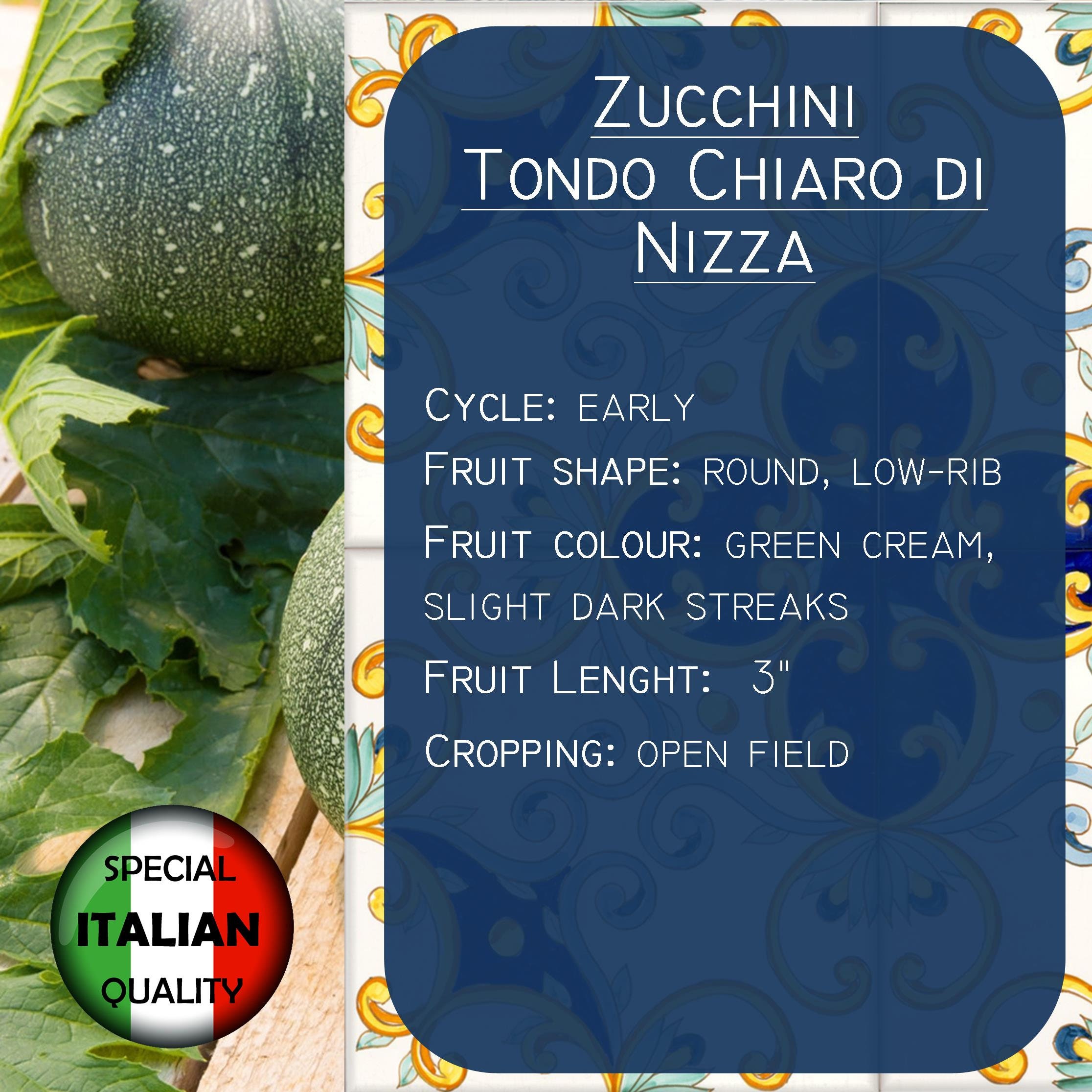 Non GMO #395M Italian Squash seeds Grey Round Squash seeds 10 Zucchini ...