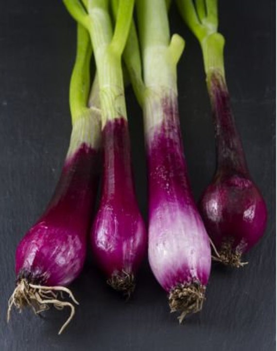 100 Red Toga Spring Onion/scallion Seeds All Natural | Etsy