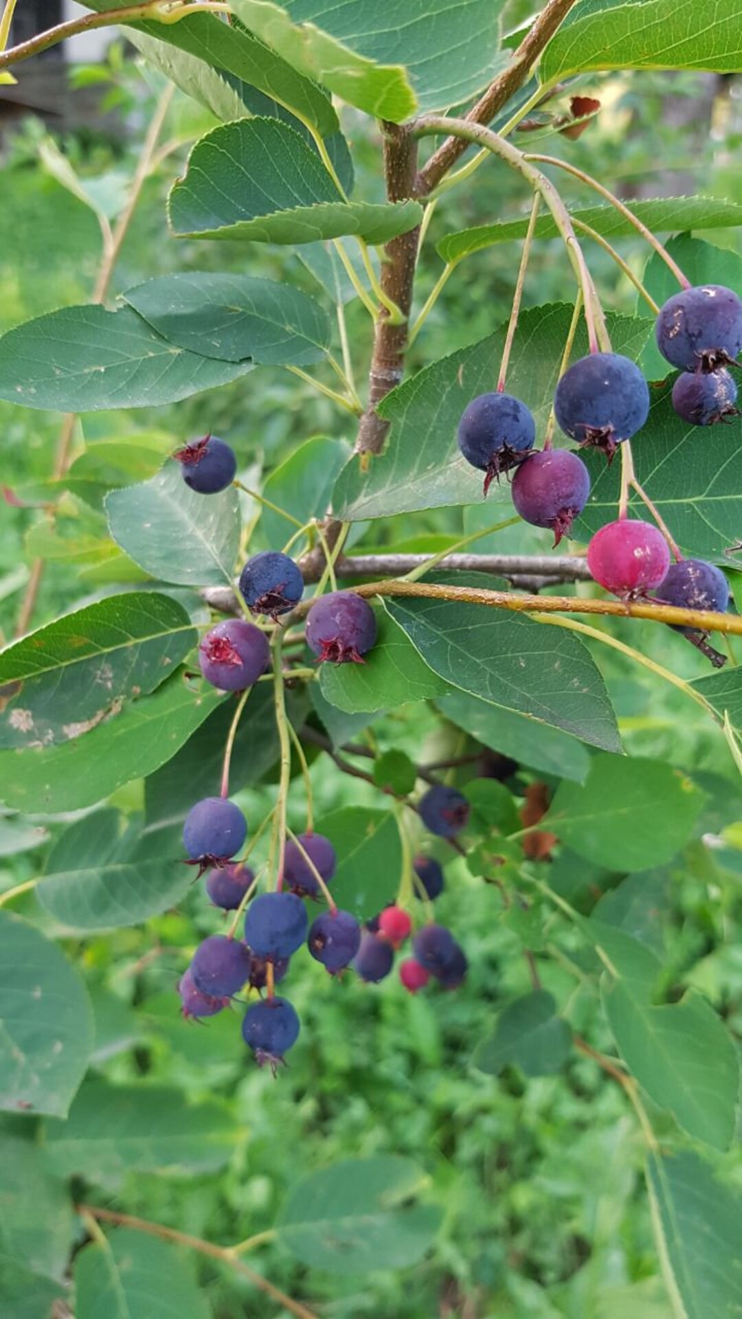 25+ Serviceberry/Amelanchier/Juneberry Seeds! All Natural, Heirloom ...