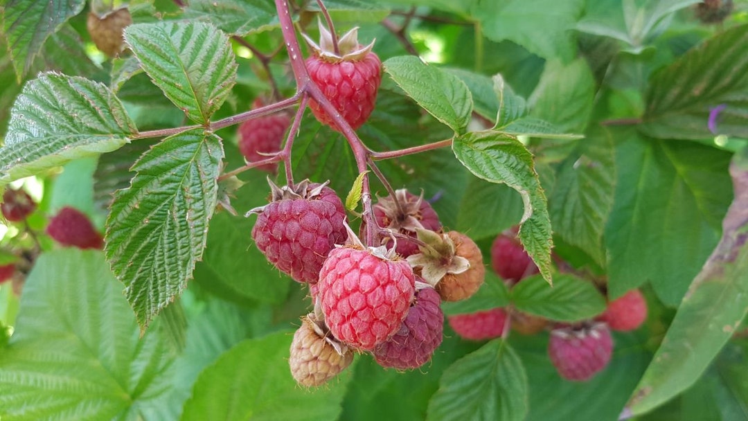 40 Red Raspberry Seeds All Natural, Homegrown, Heirloom, Non GMO ...