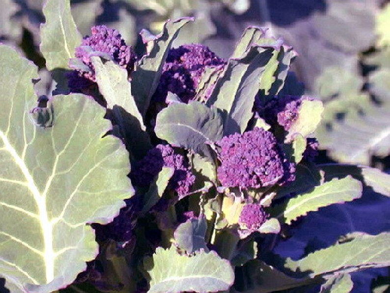¡Más de 100 semillas de brócoli morado de germinación temprana ...