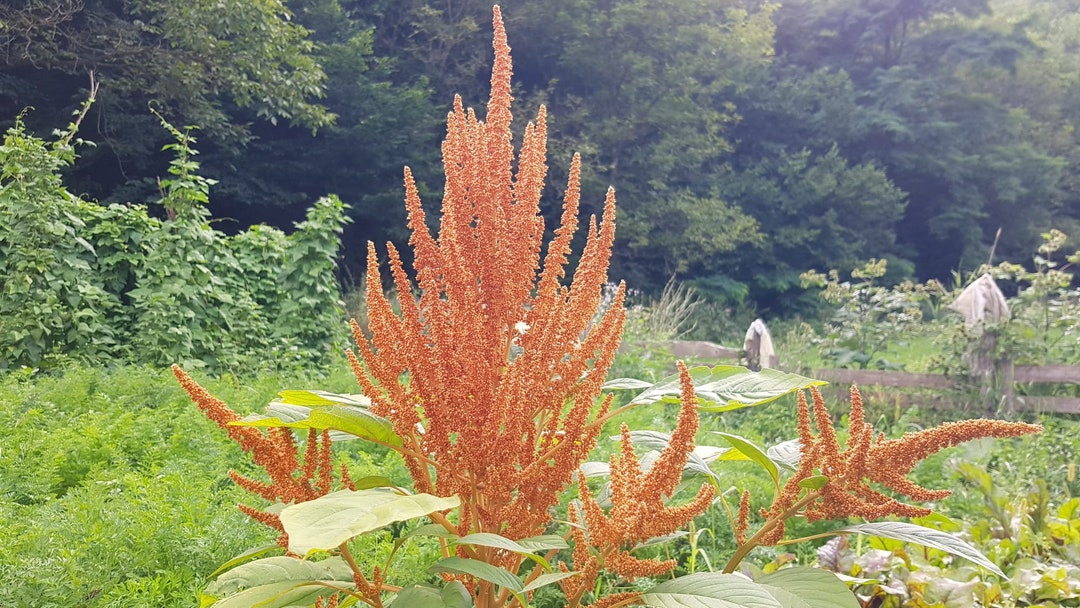 100+ Giant Orange Amaranth Seeds! Heirloom, All-natural, Homegrown, Non ...