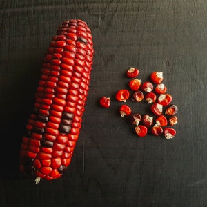 Más de 50 semillas de maíz de cosecha propia de Red Mandan Natural ...