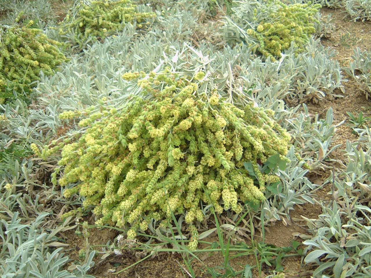 25 Greek Mountain Tea/mursalski Chai sideritis Scardica - Etsy Canada