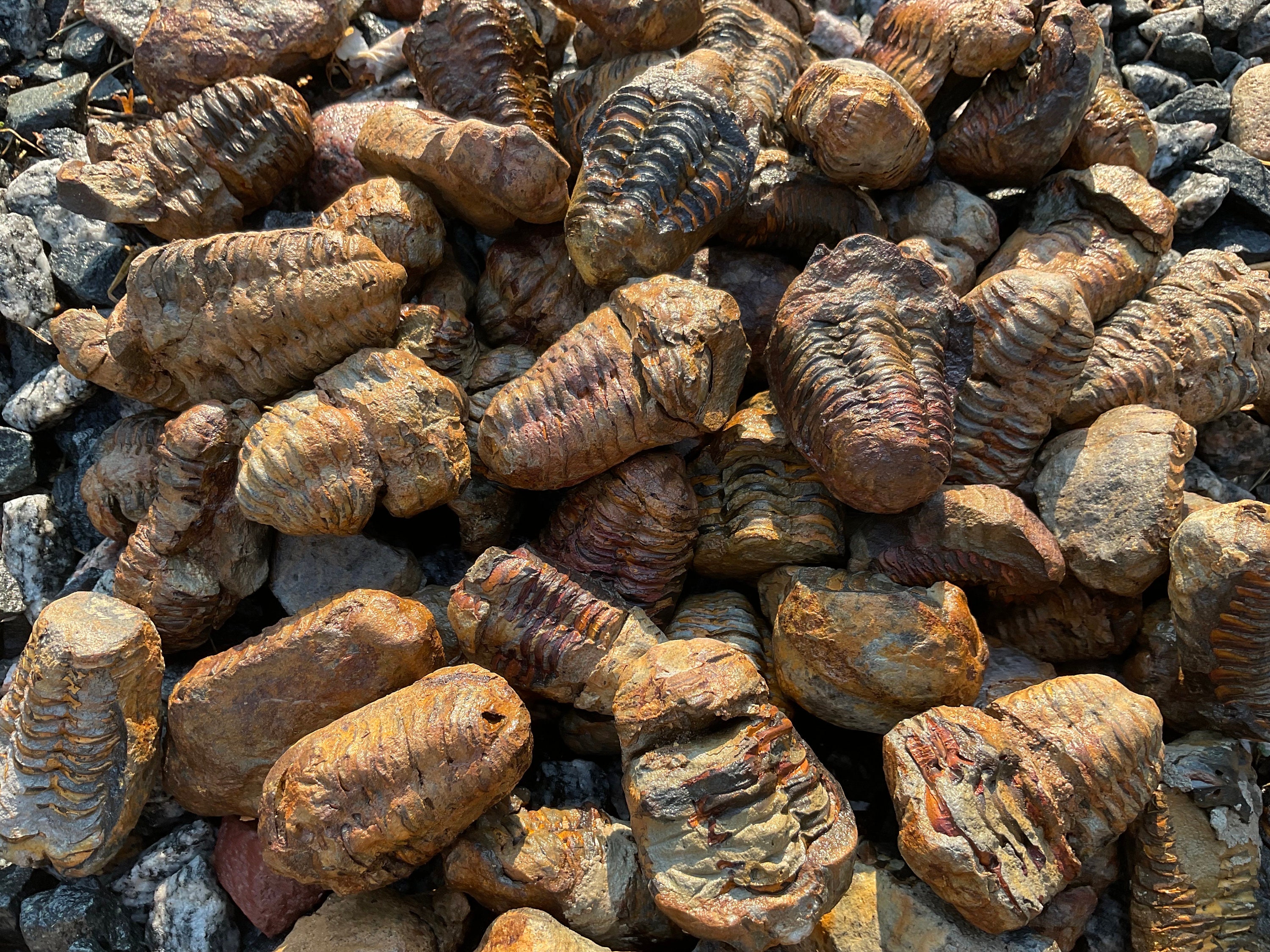 Trilobite Fossils - Etsy