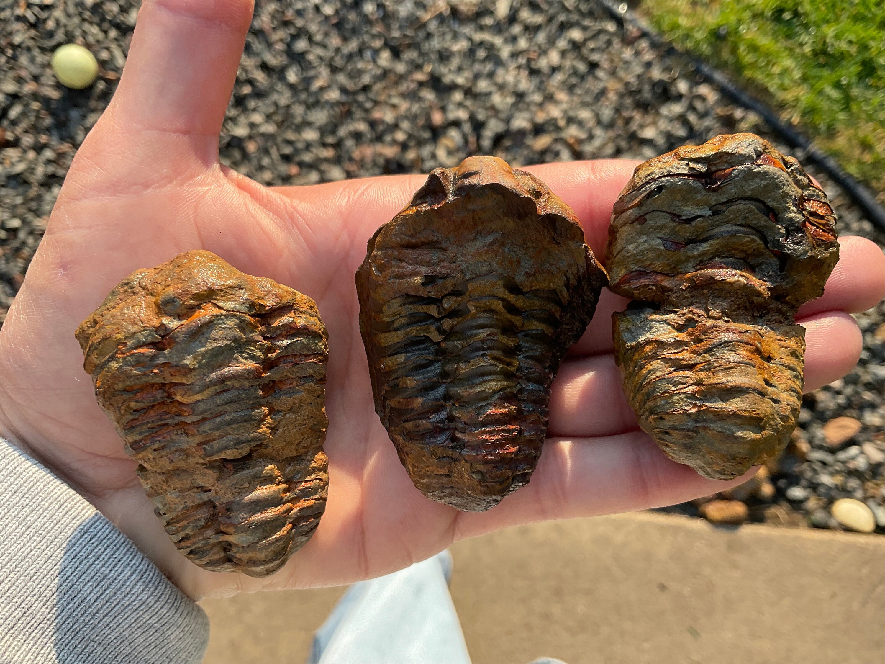 Trilobite Fossils - Etsy