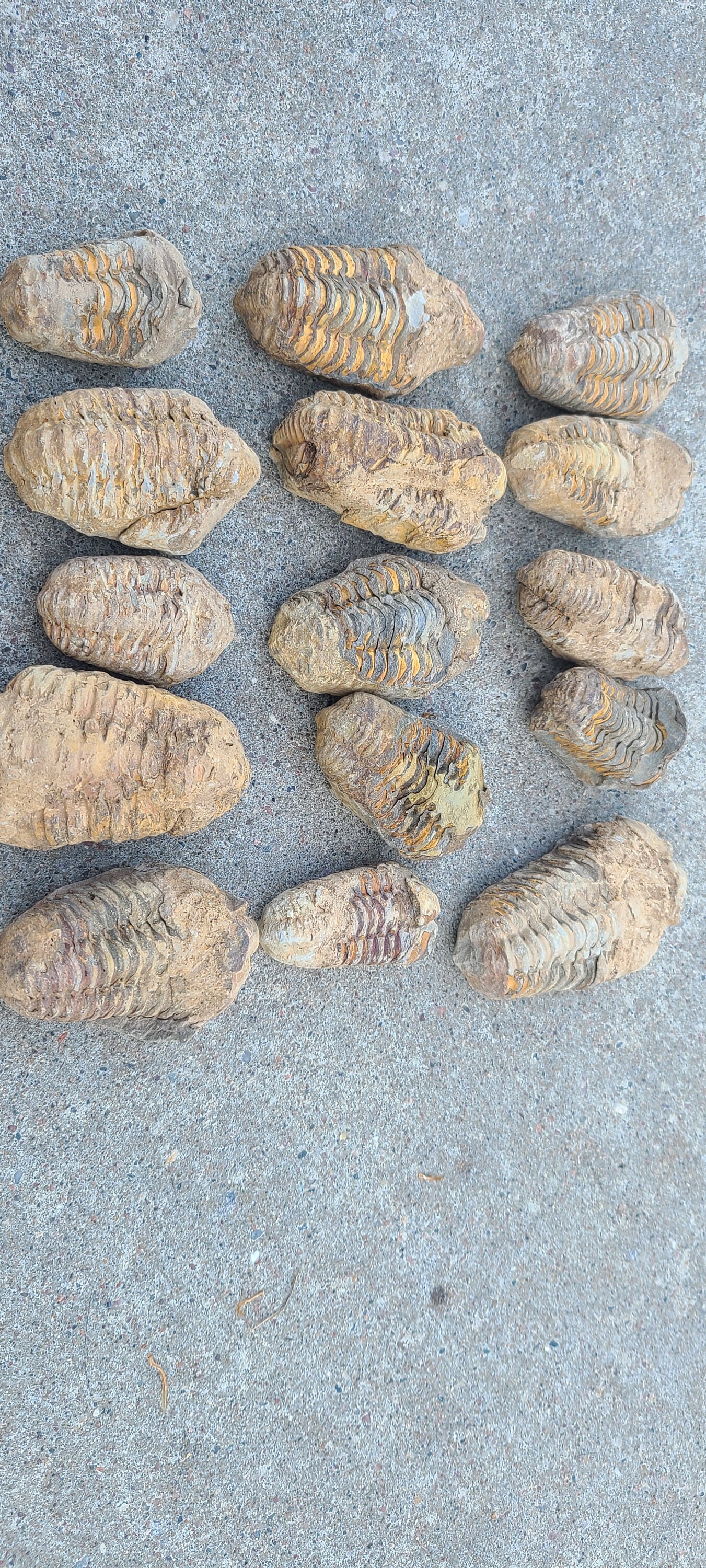 Trilobite Fossils - Etsy