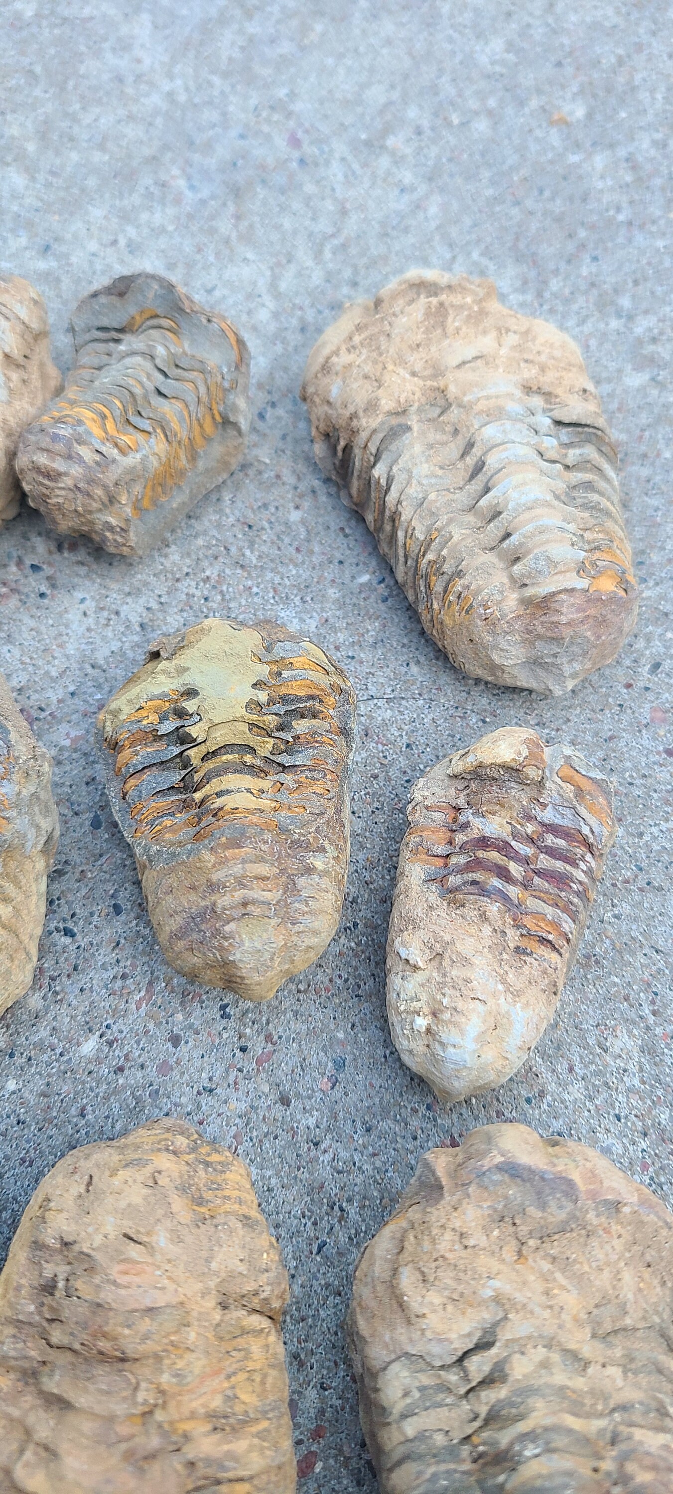 Trilobite Fossils - Etsy