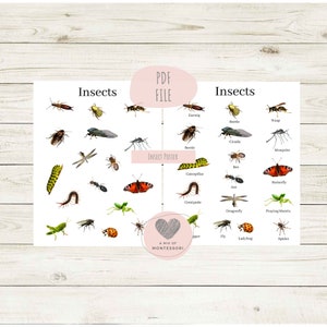 Insect Montessori Poster, Bug Poster, Classroom Printable - Etsy
