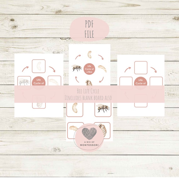 Bee Life Cycle Homeschool Matching for Toddlers Printable - Etsy