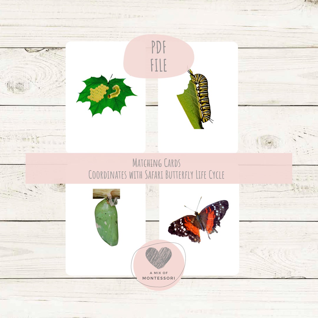 Butterfly Life Cycle Language Cards for Safari Toobs - Etsy