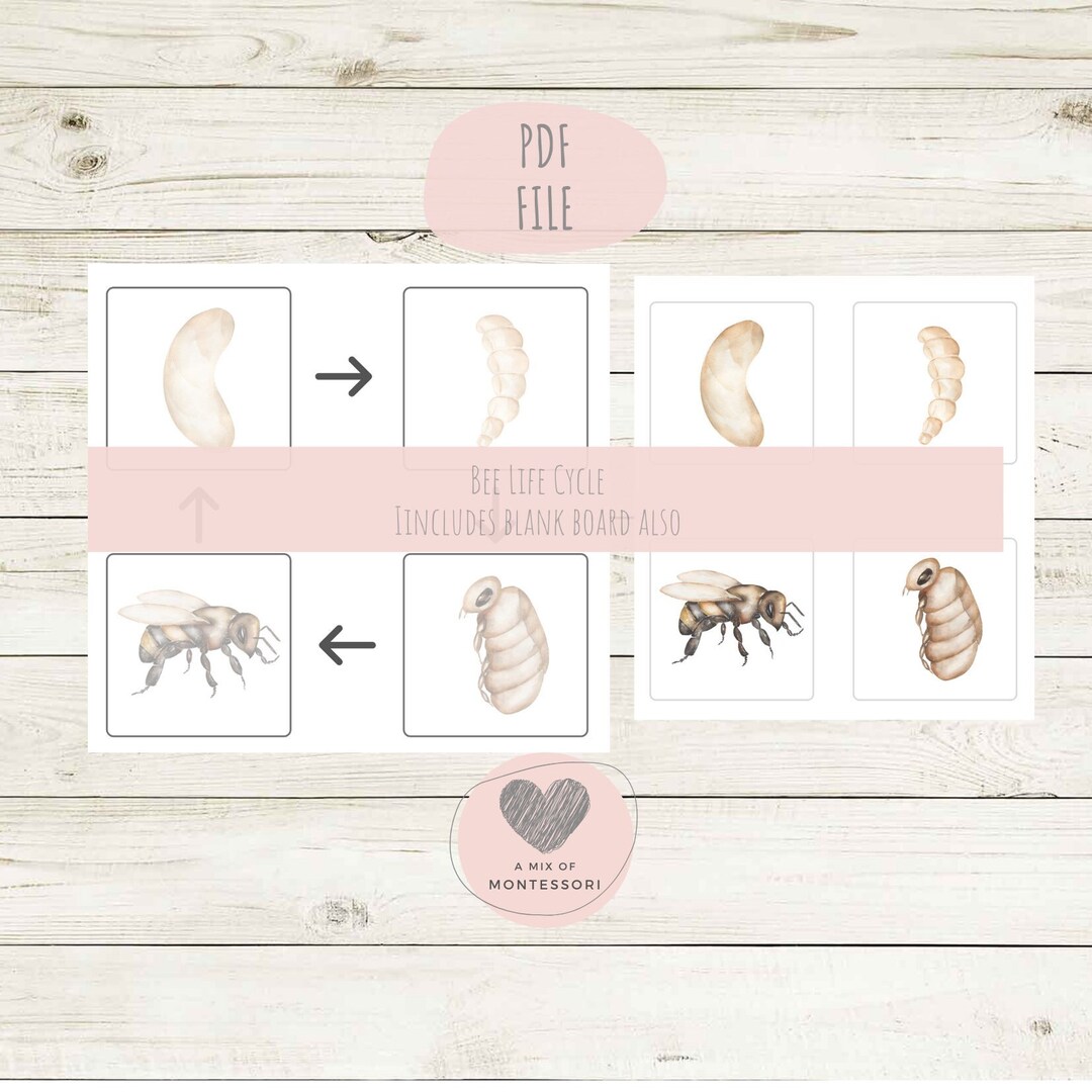 Bee Life Cycle Homeschool Matching for Toddlers Printable - Etsy