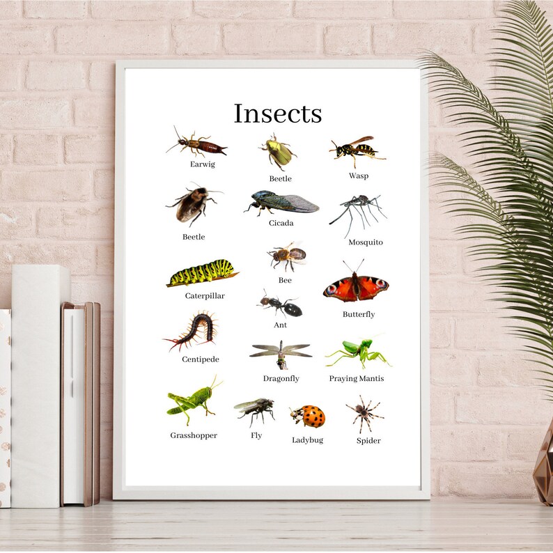 Insect Montessori Poster, Bug Poster, Classroom Printable - Etsy
