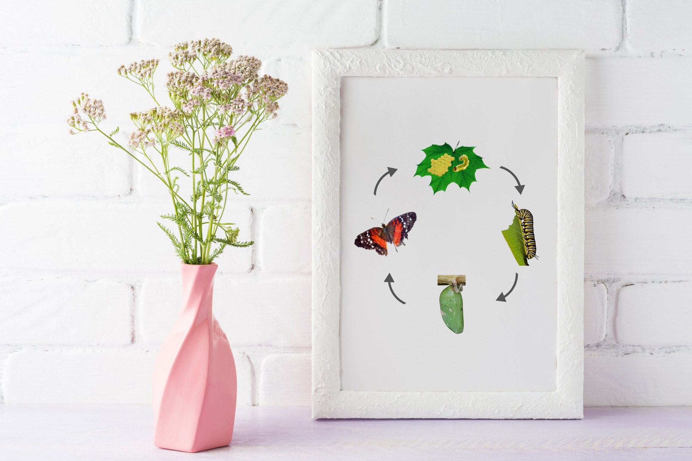 Butterfly Life Cycle Posters and Language Cards Montessori - Etsy