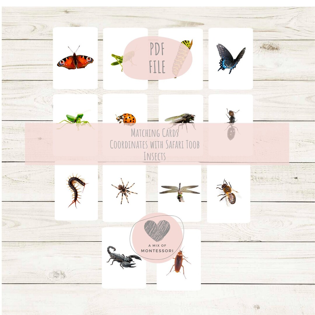Insect Matching Cards for Safari Toobs - Etsy
