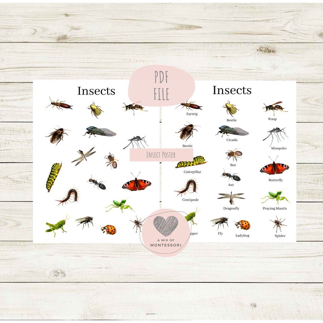 Insect Montessori Poster, Bug Poster, Classroom Printable - Etsy