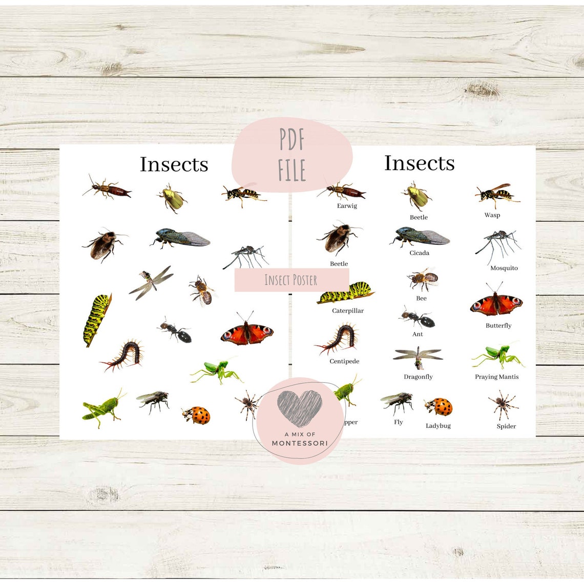 Insect Montessori Poster, Bug Poster, Classroom Printable - Etsy
