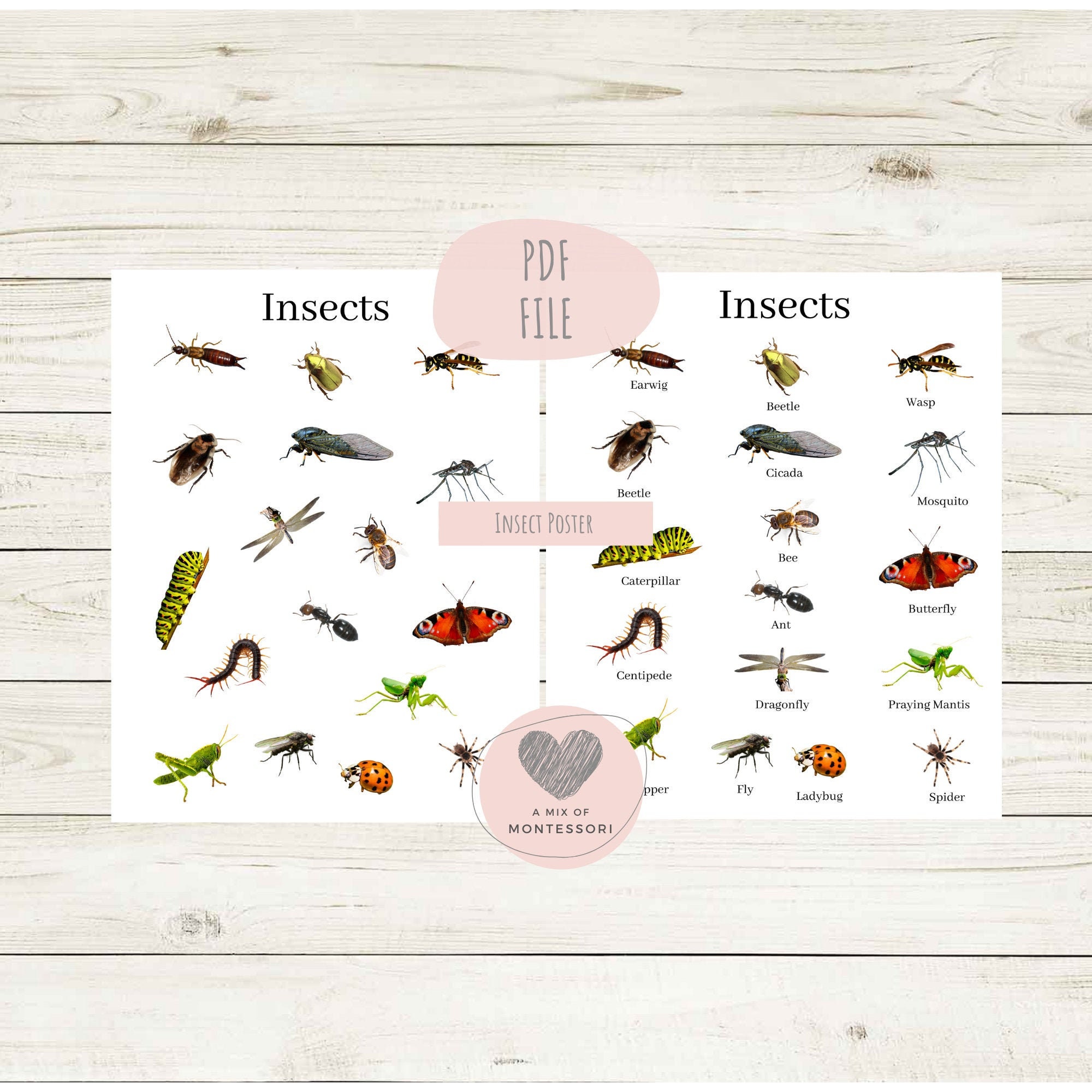 Insect Montessori Poster, Bug Poster, Classroom Printable - Etsy
